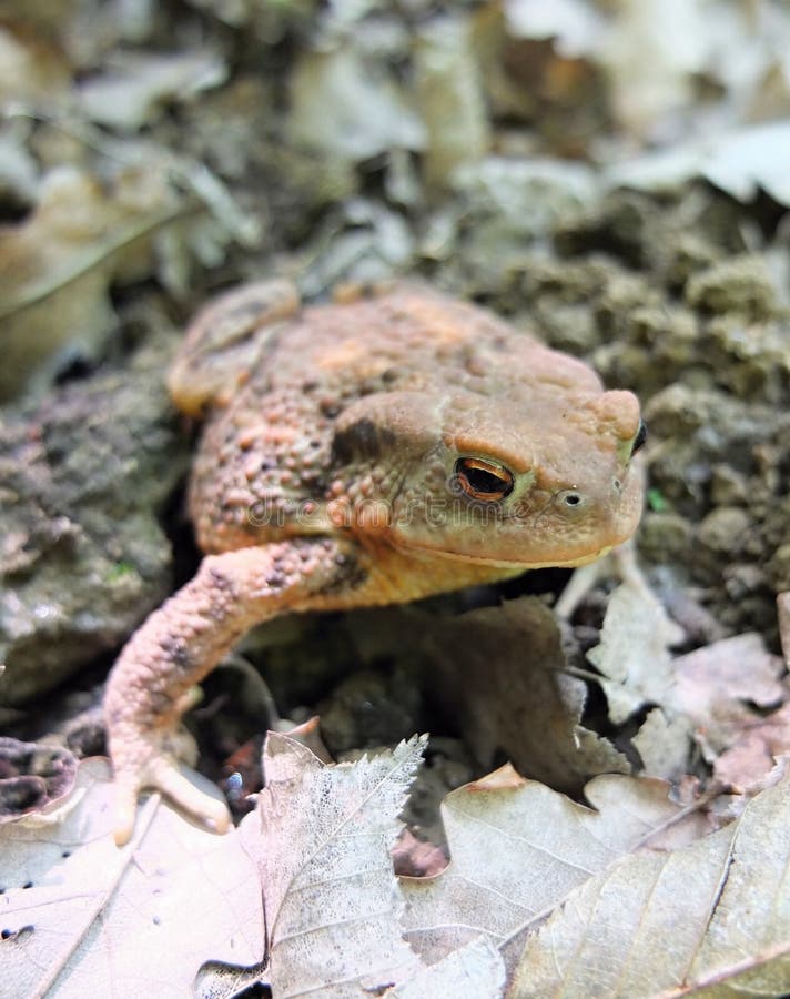 Toad in the forest. stock photo. Image of insectivorous - 71897618