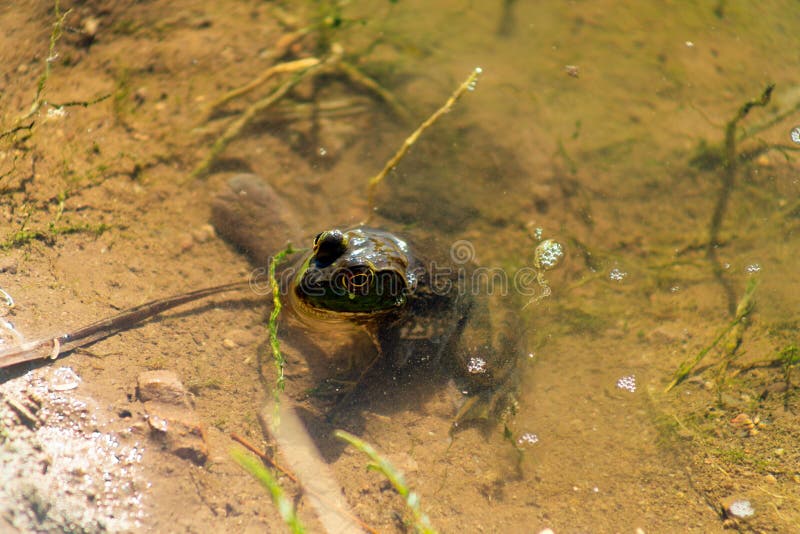 Toad or Frog in an Aquatic Area with Murky Water with Sand and Mud and ...