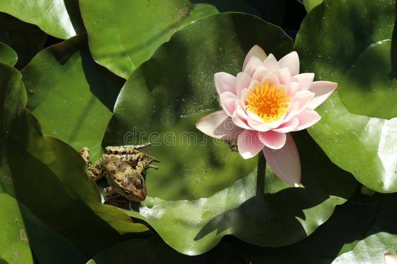 A Toad or Frog on a Big Leaf of a Lotus Flower with Yellow Stamens ...