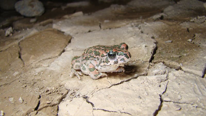 Close Up or Closeup of Hands of Faithful Mature Man Praying. Hands ...