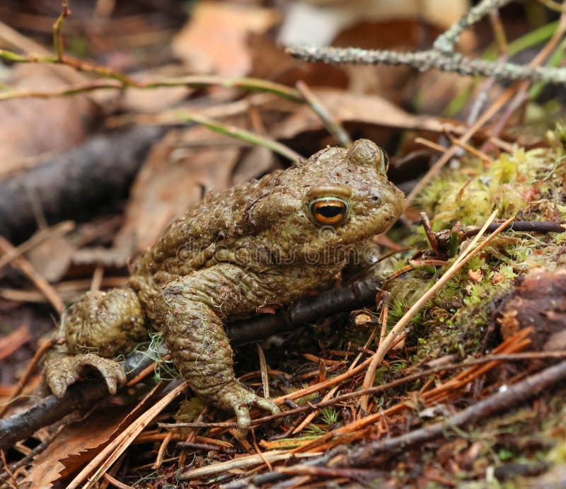 45,710 Toad Stock Photos - Free & Royalty-Free Stock Photos from Dreamstime