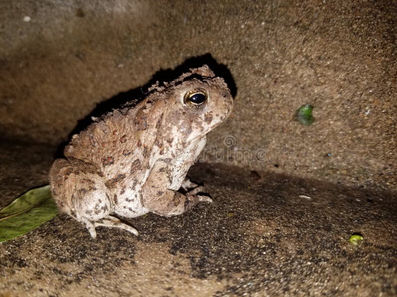 Toad frog stock photo. Image of frog, oklahoma, rain - 116593532