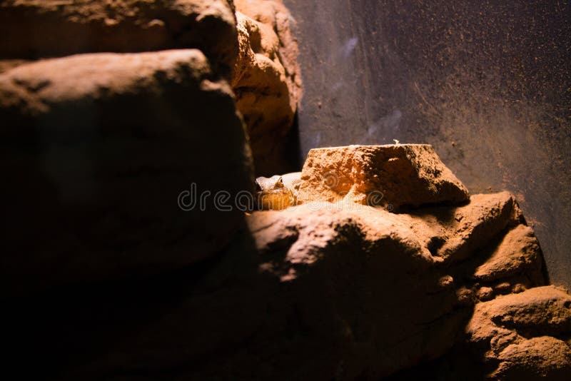 Toad Rock in Mount Abu, India Stock Image - Image of lake, range: 172680205