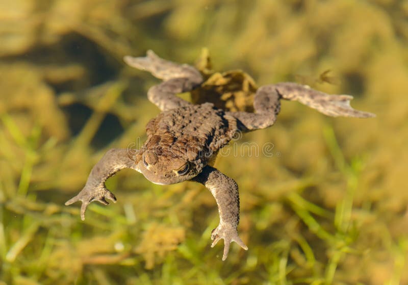 Toad Frog Swimming in Clear Water Stock Photo - Image of amphibian ...