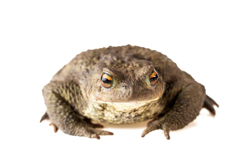 Toad Front View Common Toad or Bufo Bufo Isolated on White Stock Photo ...