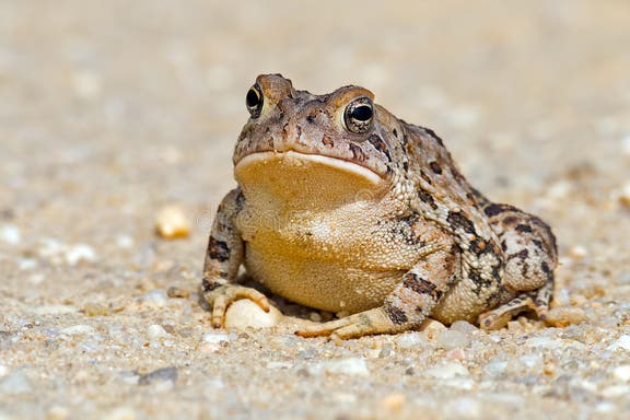 45,907 Toad Stock Photos - Free & Royalty-Free Stock Photos from Dreamstime