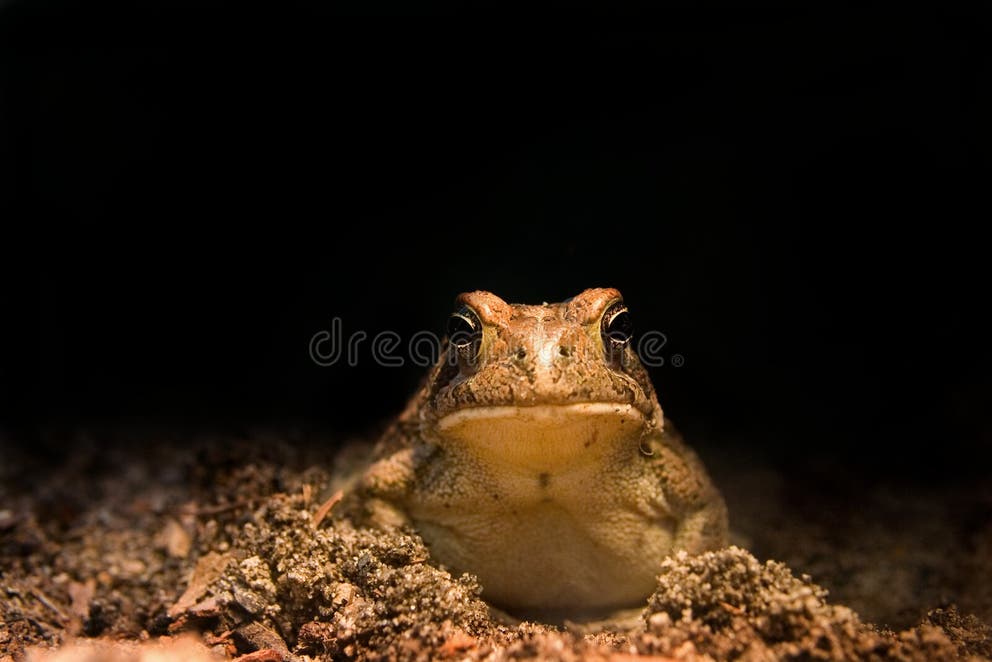 Toad Fun stock image. Image of animals, wart, toad, critter - 1459565