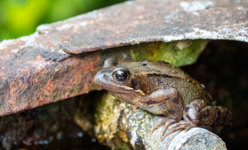 Common frog in the garden stock photo. Image of outdoor - 186214548