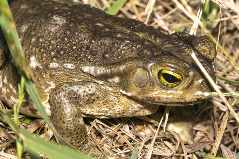 Toad in the garden stock image. Image of brown, nature - 371120503