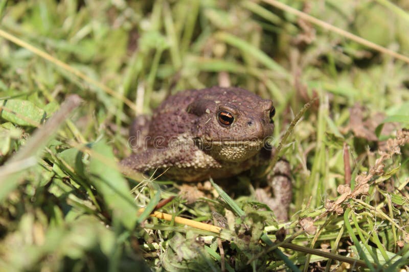 Toad in the garden stock photo. Image of helps, crops - 327062356