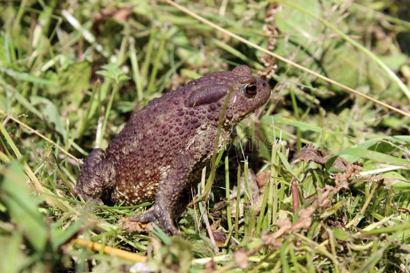 Parasite Protector Stock Photos - Free & Royalty-Free Stock Photos from ...