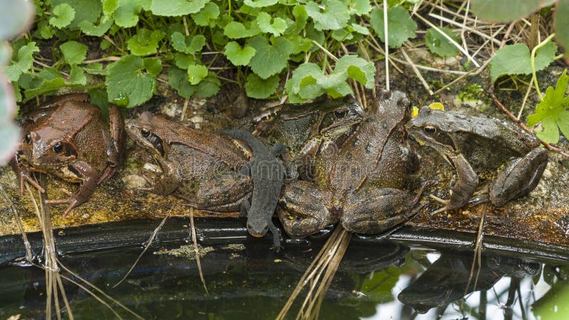 Toad at the garden pond stock image. Image of plant, leaf - 37913813