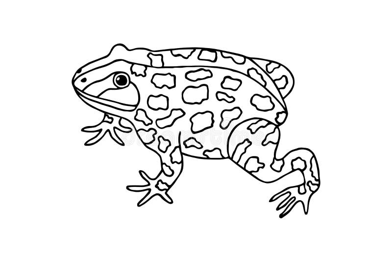 Toad Graphic Patterns Vector Illustration. Coloring Book Stock Vector ...