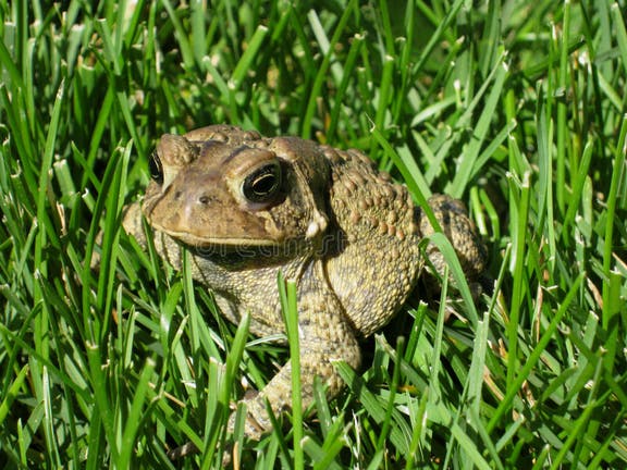Toad in grass. stock image. Image of iowa, eyes, close - 26656715
