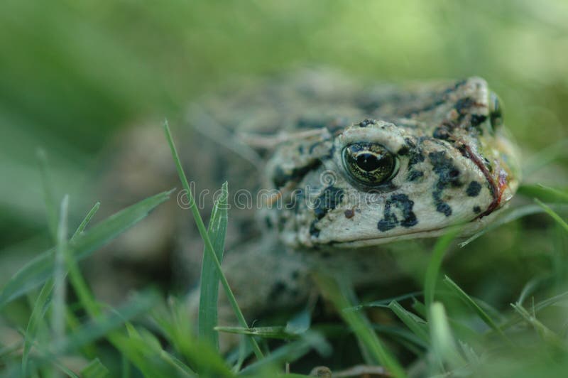 Toad in the Grass stock photo. Image of green, nostril - 304340