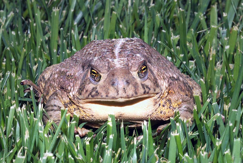 Toad in grass stock image. Image of brown, detailed, green - 5362711