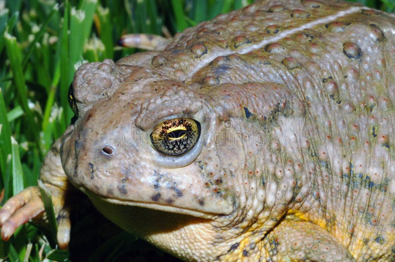 Toad in grass stock photo. Image of macro, detailed, details - 5381064