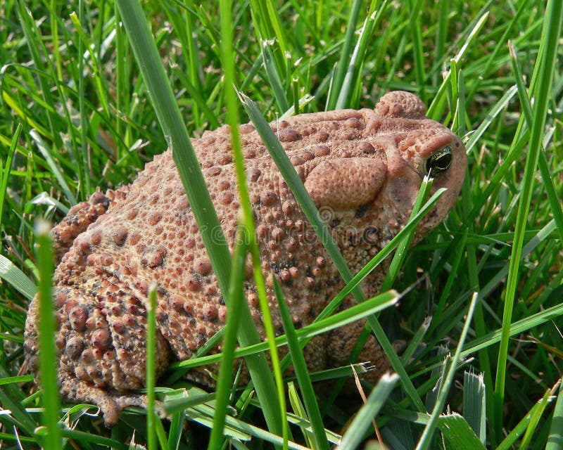 Toad in the grass stock photo. Image of lawn, brown, warts - 572858