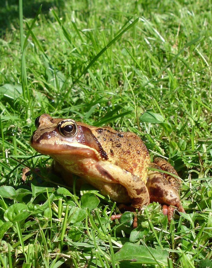 Toad in the grass stock photo. Image of garden, outdoors - 8270938