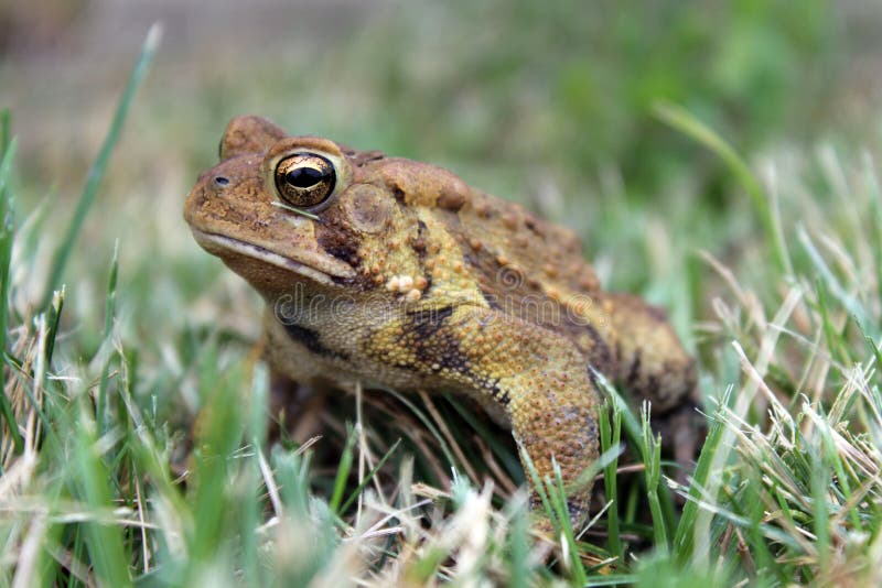Bumpy Toad Close-up stock photo. Image of large, anura - 20515460