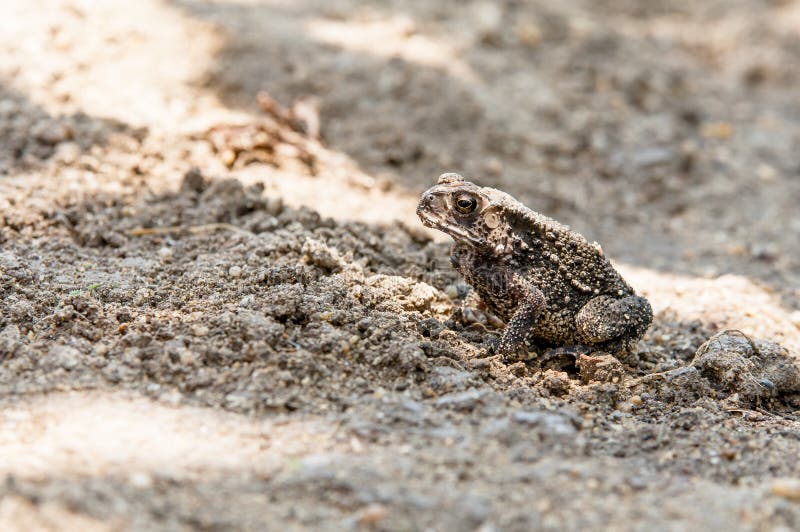 Bumpy Toad Close-up stock photo. Image of large, anura - 20515460