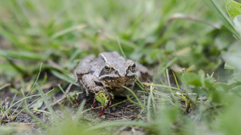 Toad in the grass stock image. Image of animal, leaf - 155426753
