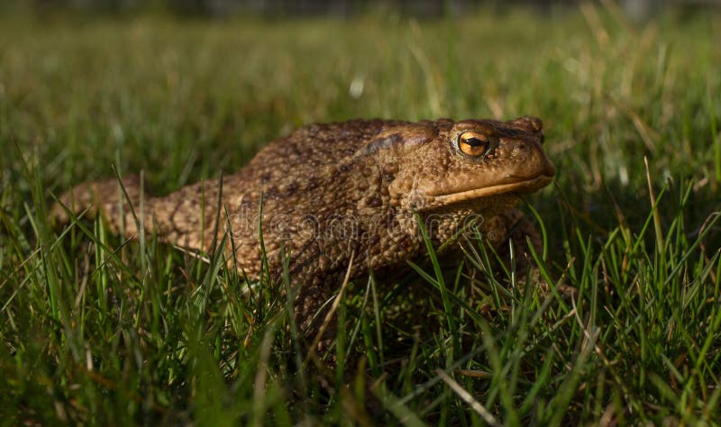Toad in grass close-up stock image. Image of texture - 371688665