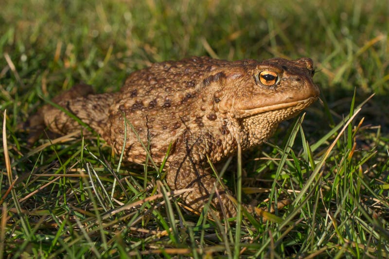 Toad in grass close-up stock image. Image of green, skin - 371688745