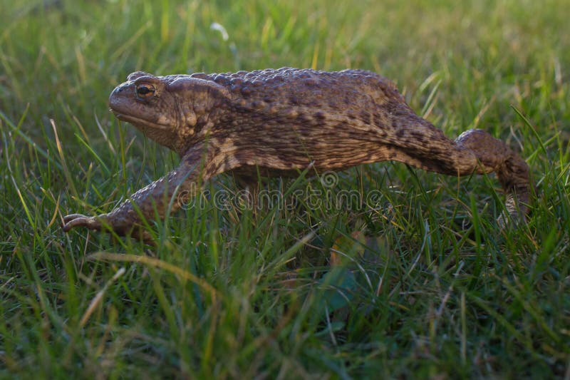 Toad in grass close-up stock image. Image of eyes, visible - 371688825