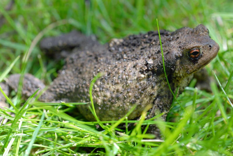 Toad in the grass close up stock photo. Image of toad - 165446604