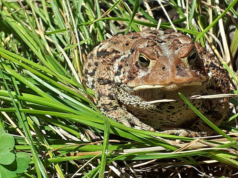Toad in the grass stock photo. Image of nature, plant - 228253752