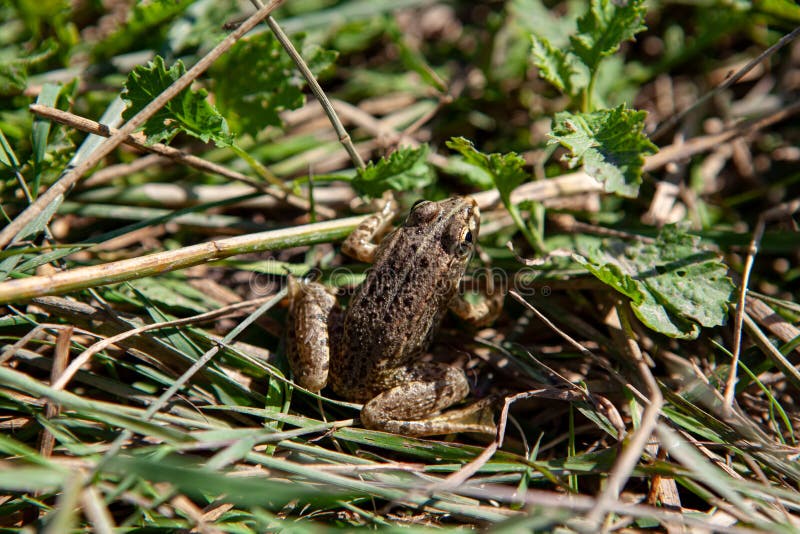 Toad in Grass stock photo. Image of biology, outdoor - 196552254