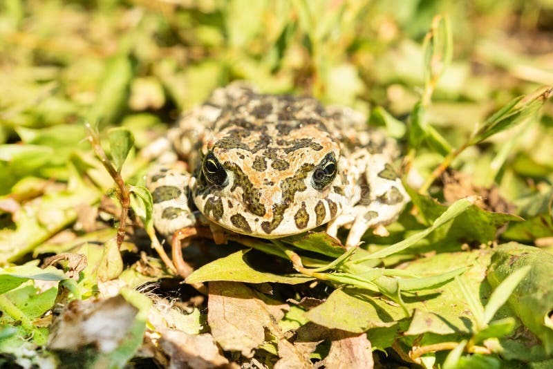The toad on the grass stock image. Image of common, creature - 123557963