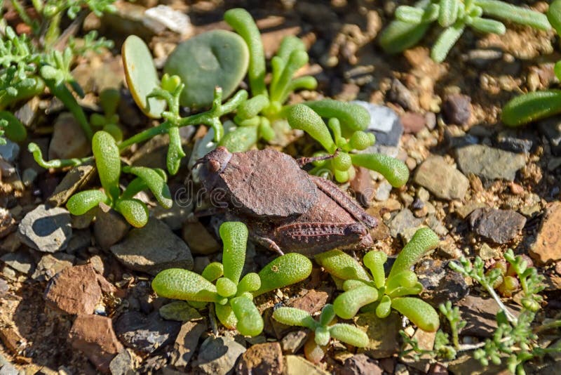 Toad Grasshopper stock photo. Image of insect, insects - 93639584