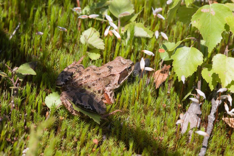 Toad on green moss stock photo. Image of macro, green - 39520808