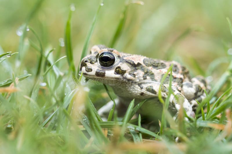 Toad green stock photo. Image of nature, wildlife, environment - 140874156