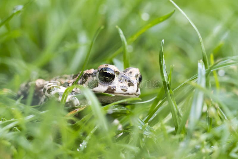 Toad green stock image. Image of closeup, young, common - 140874159