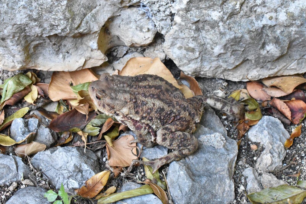 The Toad on the Ground in the Shadow Stock Photo - Image of fish ...