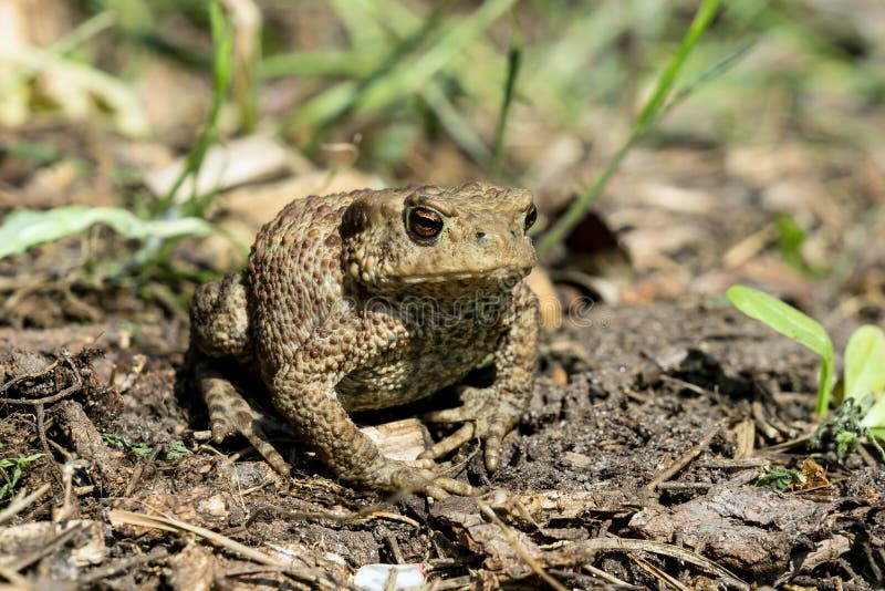 Big fat toad stock image. Image of animal, white, shot - 25798905