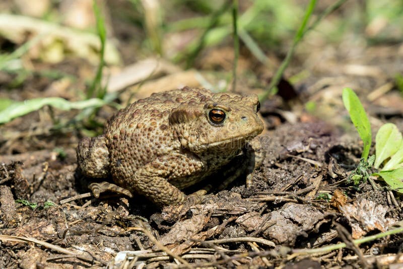 Big fat toad stock image. Image of animal, white, shot - 25798905