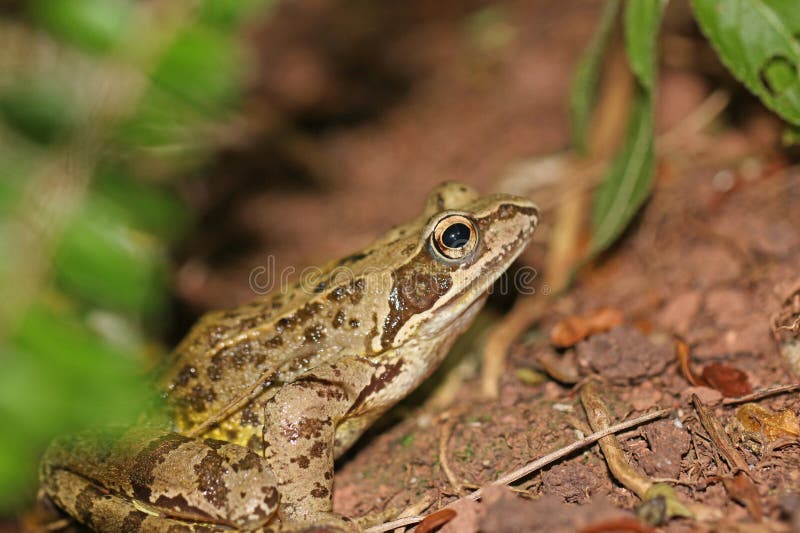 Toad on the ground stock image. Image of ground, wildlife - 365178587
