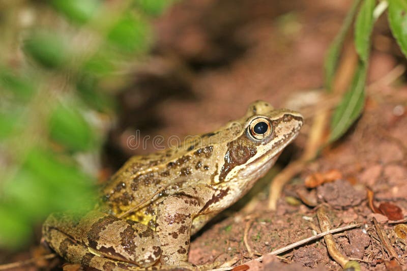 Toad on the ground stock image. Image of closeup, toad - 367628625