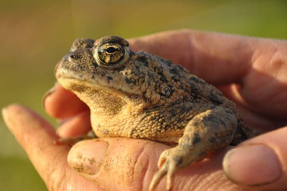 Toad in Hand stock image. Image of toad, green, hands - 14181107