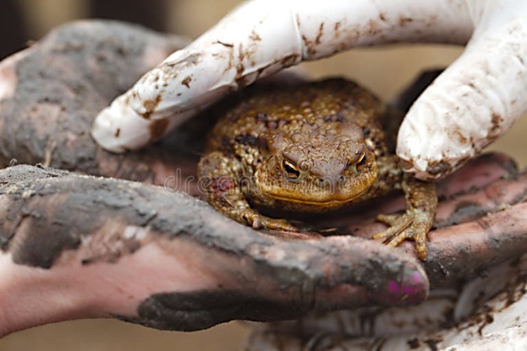 Toad in hand stock image. Image of human, animal, hand - 50937539