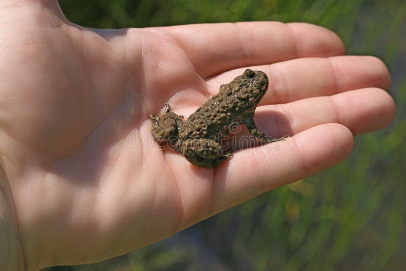 Toad on the hand stock image. Image of frog, jump, croak - 60599227
