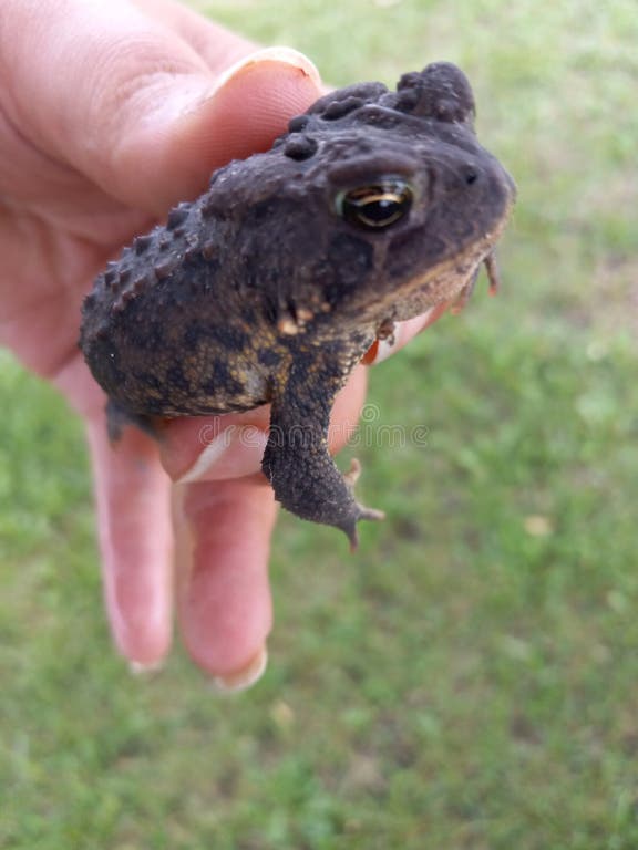 Toad in hand stock image. Image of toad, brown, hand - 227216729