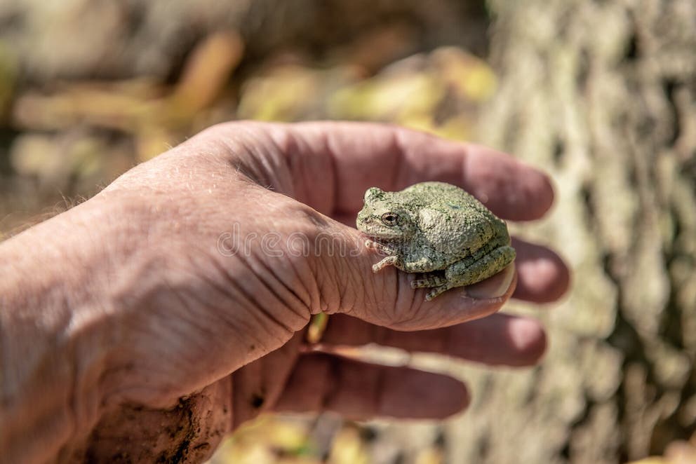 Toad in Hand stock image. Image of frog, wildlife, amphibian - 143911691