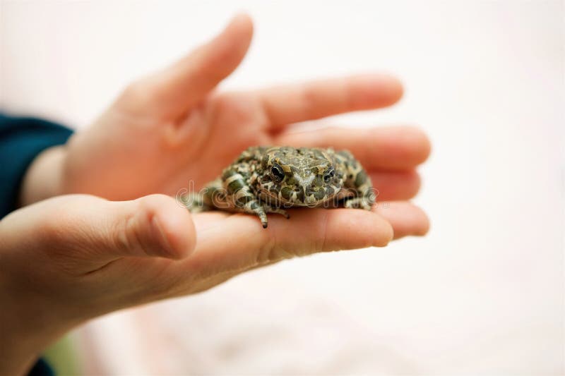 A Toad in the Hands of a Man. the Study of Amphibian Animals Stock ...
