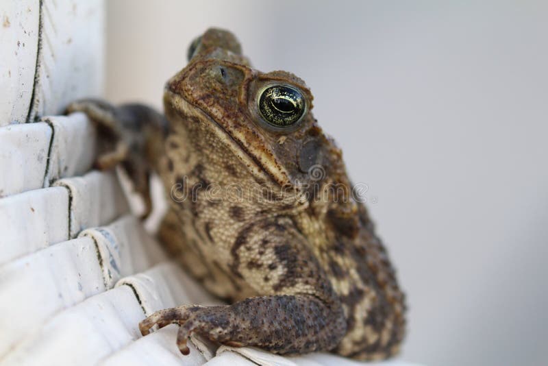 2,376 Rain Toad Photos - Free & Royalty-Free Stock Photos from Dreamstime