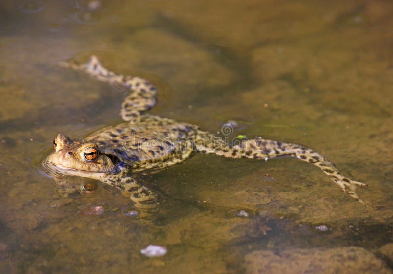 Toad with Head Above the Water Stock Image - Image of macro, portrait ...